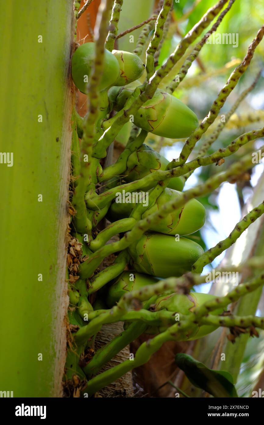 Bunch of coconut on palm tree, kind of fruit for health drink at ...