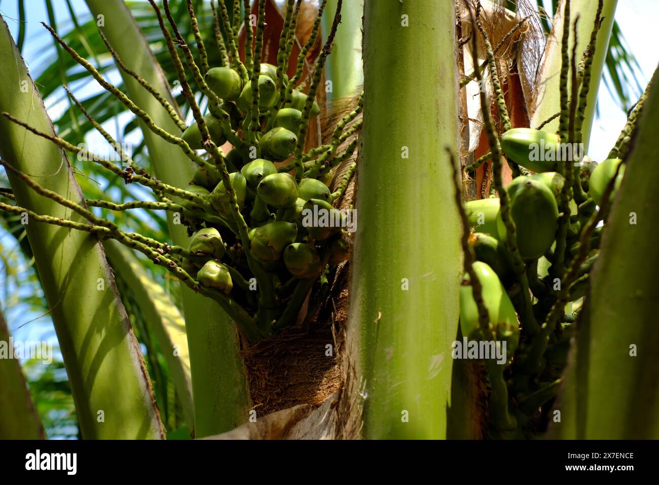 Bunch of coconut on palm tree, kind of fruit for health drink at ...