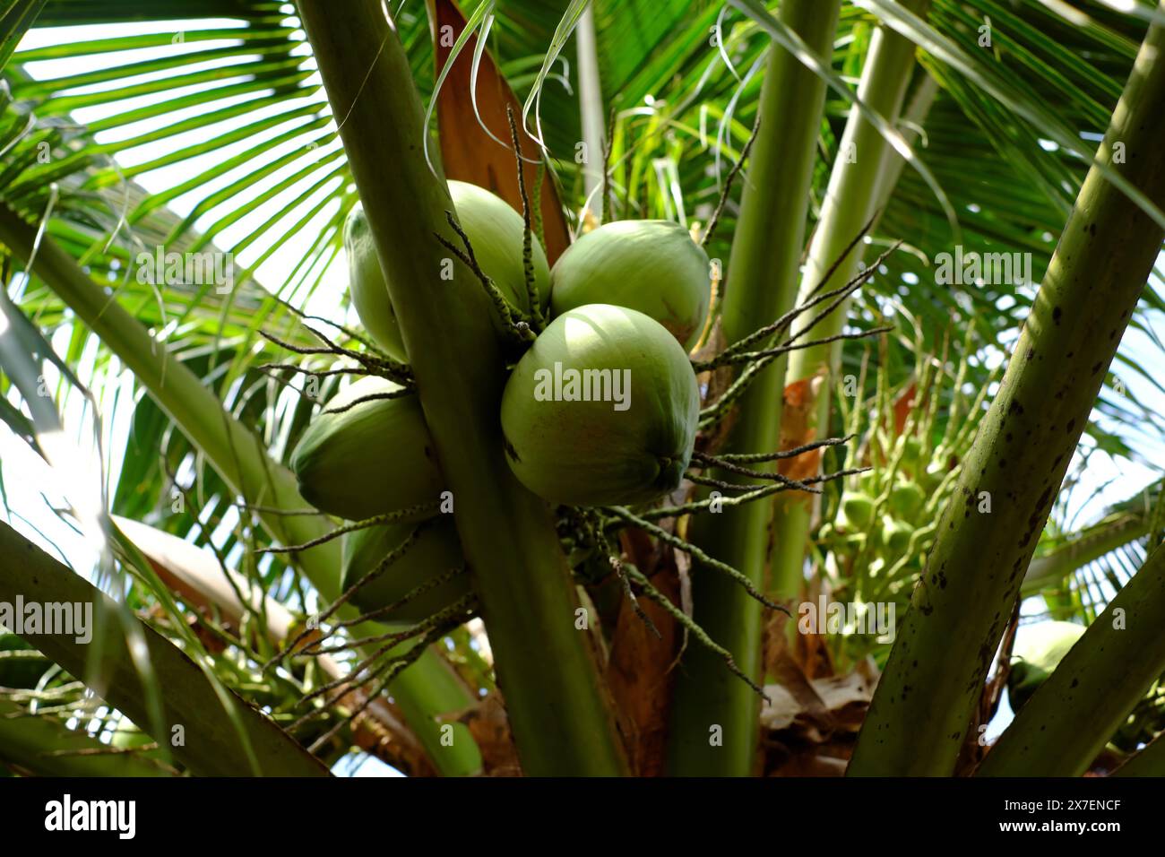 Bunch of coconut on palm tree, kind of fruit for health drink at ...