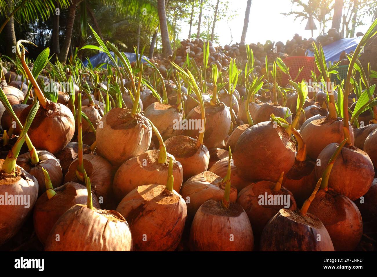 Coconut nursery for palm farm with many seedling on plantation at Ben ...