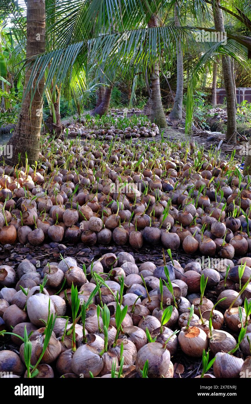 Coconut nursery for palm farm with many seedling on plantation at Ben ...