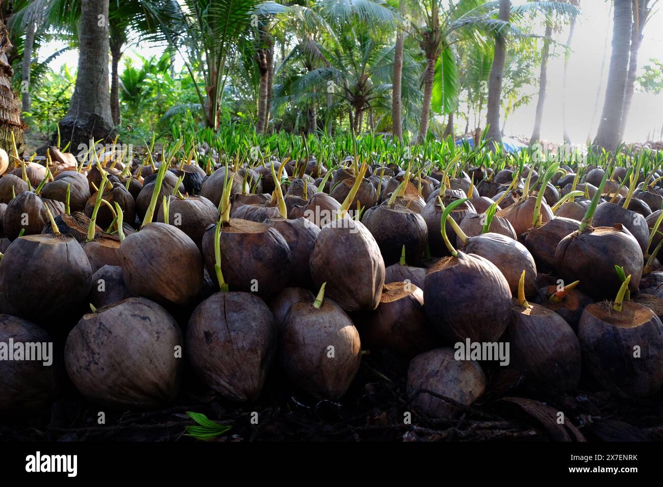 Coconut nursery for palm farm with many seedling on plantation at Ben ...