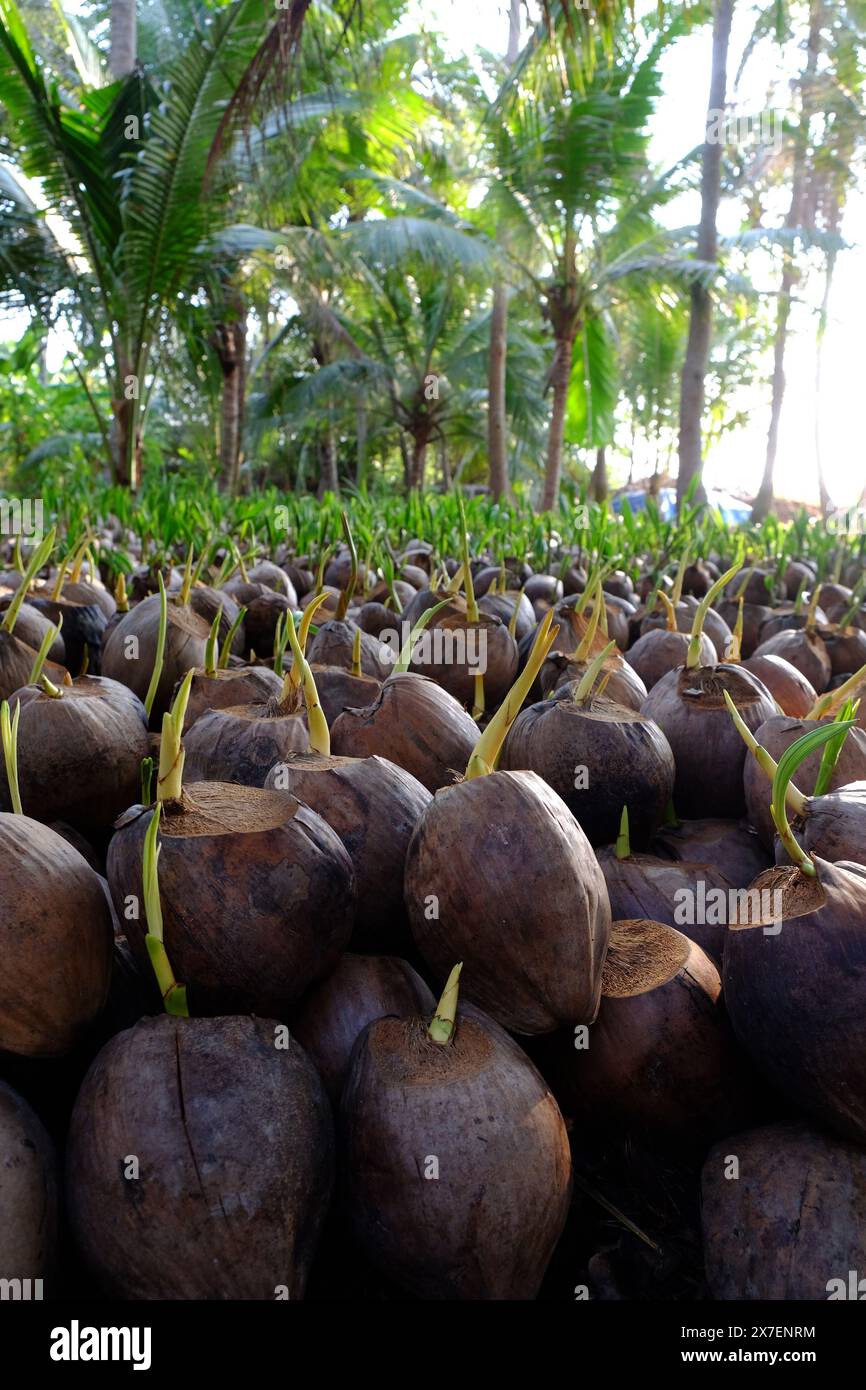 Coconut nursery for palm farm with many seedling on plantation at Ben ...