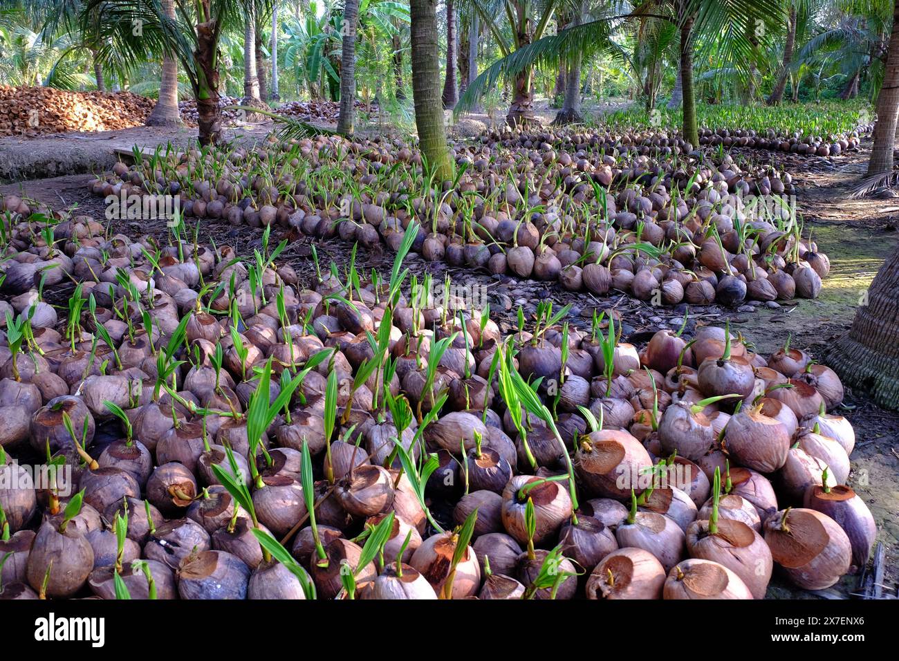 Coconut nursery for palm farm with many seedling on plantation at Ben ...