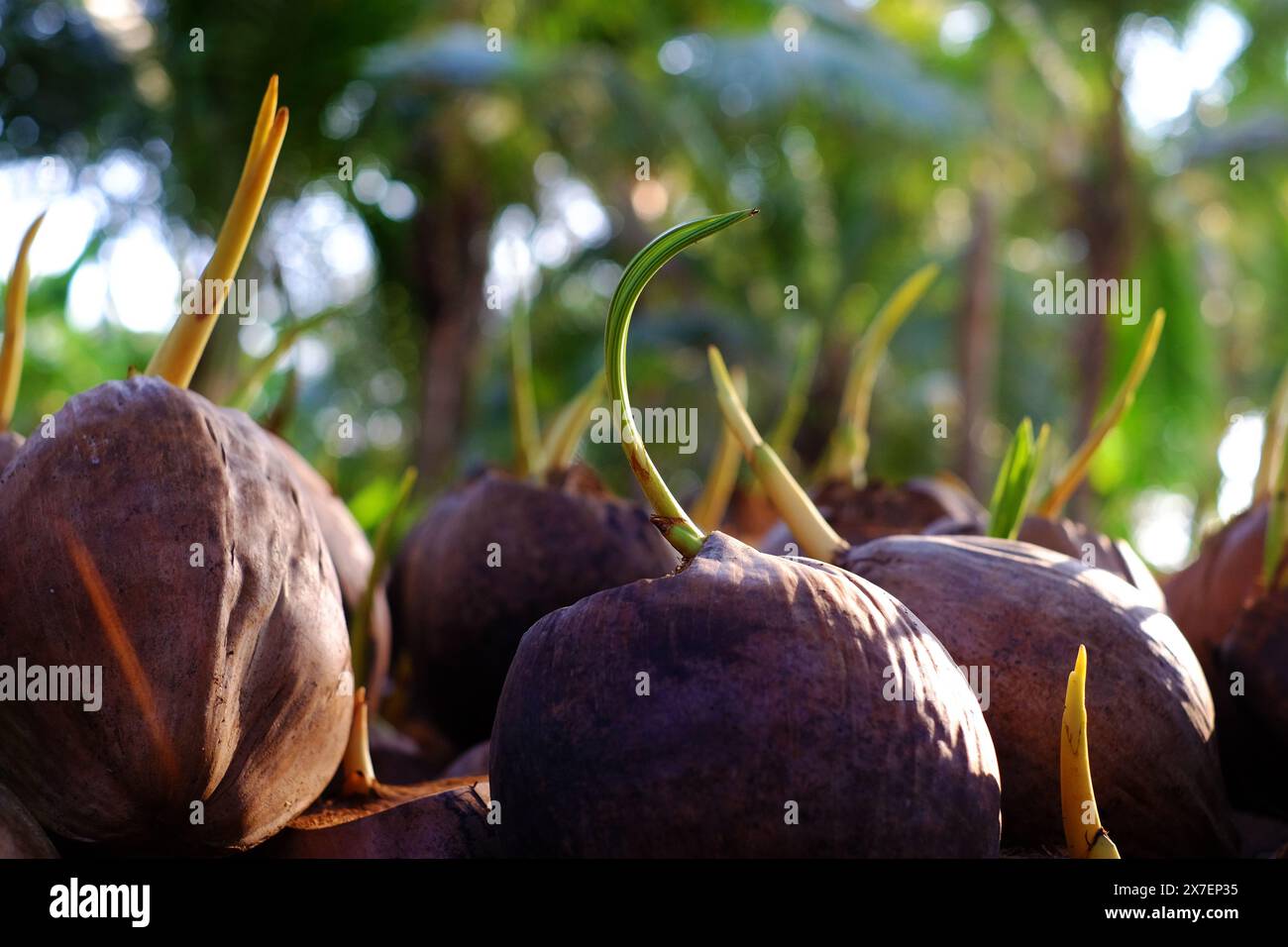Coconut nursery for palm farm with many seedling on plantation at Ben ...