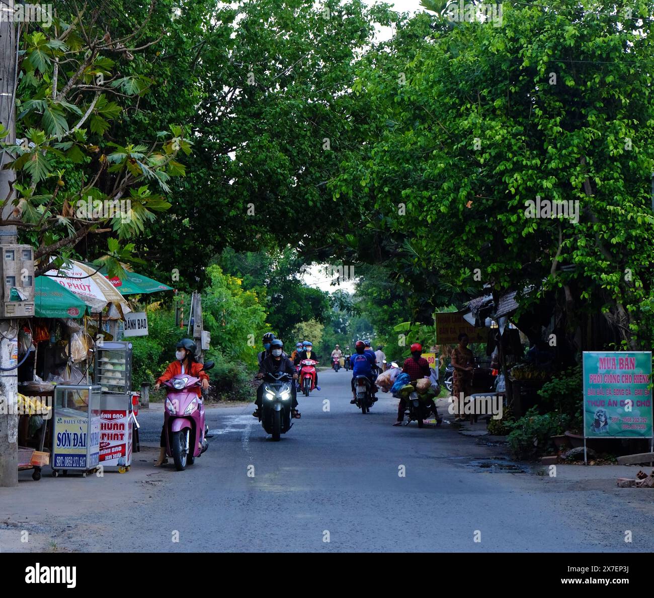 Rural landscape at Mekong Delta, Vietnam, green large canopy tree make ...