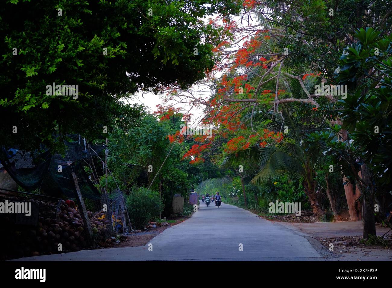 Rural landscape at Ben Tre, Mekong Delta, Vietnam, green large canopy ...