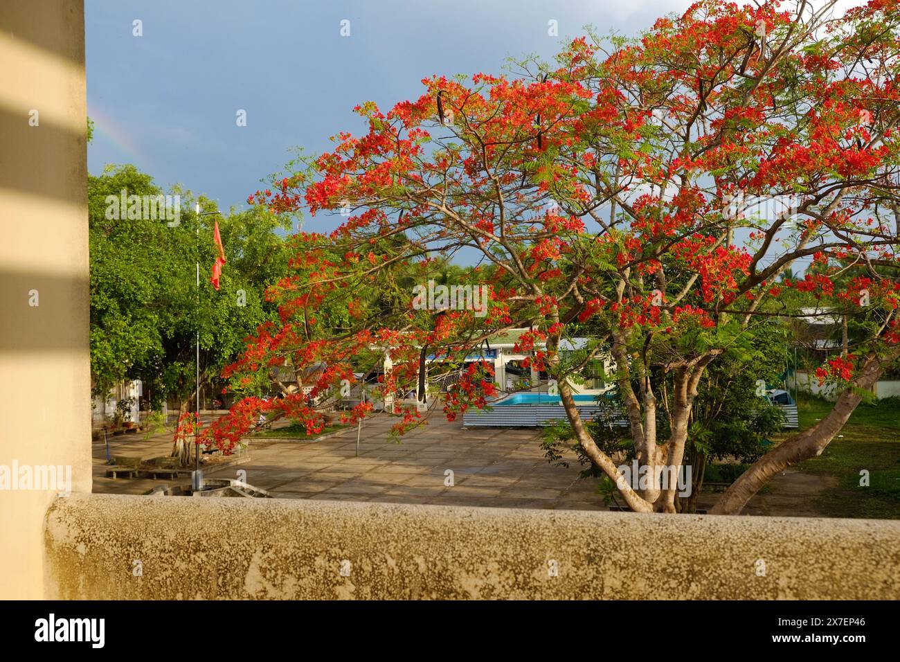 Big phoenix flower tree in schoolyard bloom vibrant in red at Mekong ...