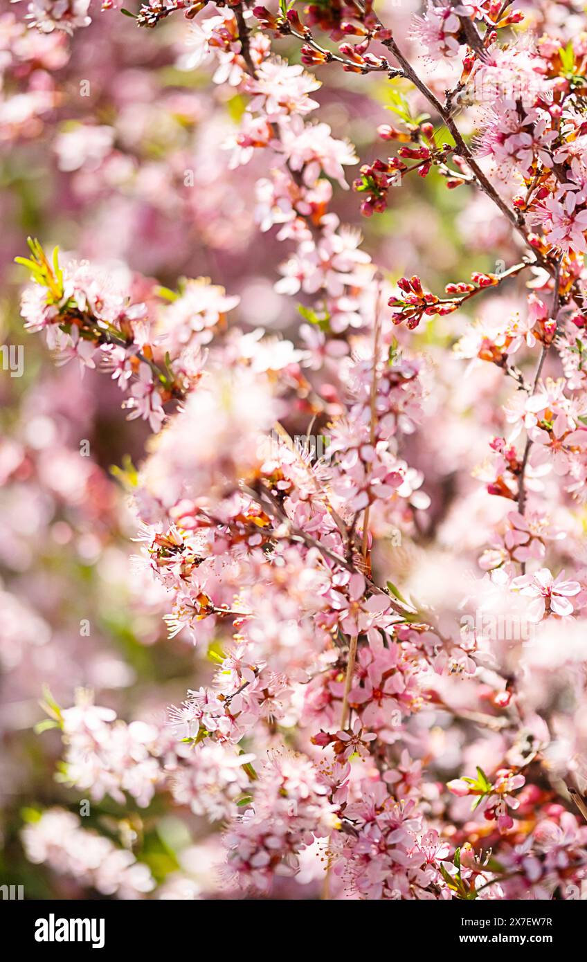 Peach blossoms on sunny hi-res stock photography and images - Alamy