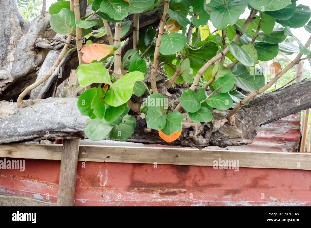 Indian kino tree hi-res stock photography and images - Alamy