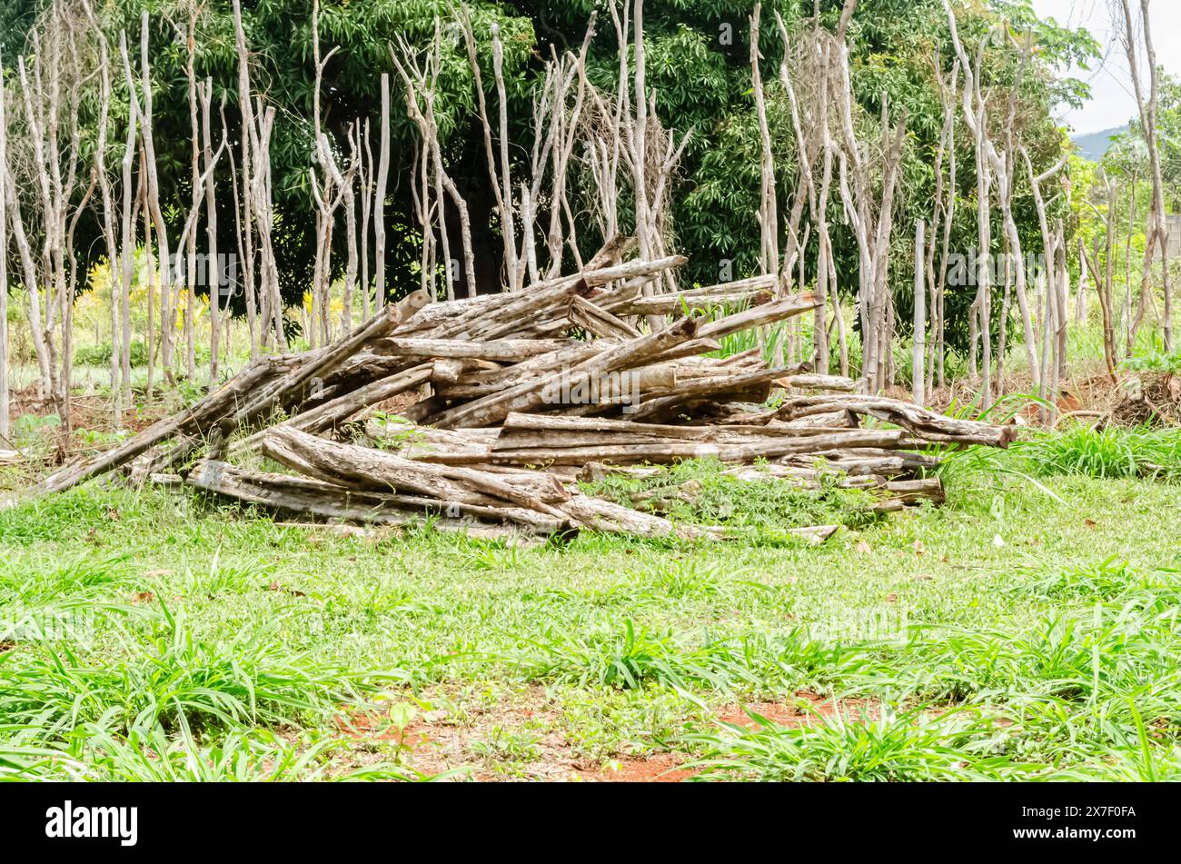 Logwood hi-res stock photography and images - Alamy