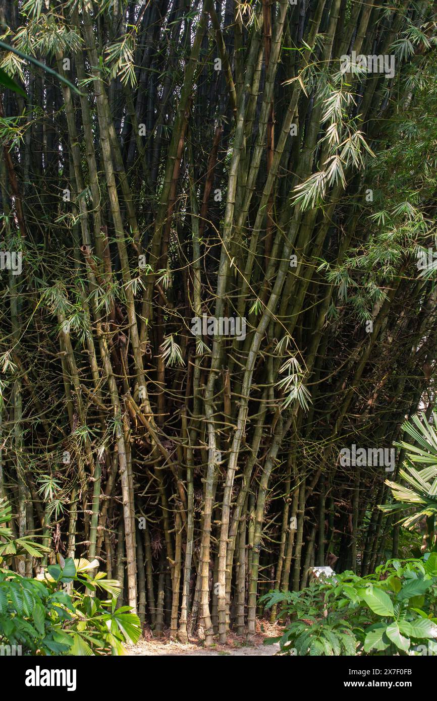 Vertical view of Thorny Bamboo plant, named for the tough, sharp and ...
