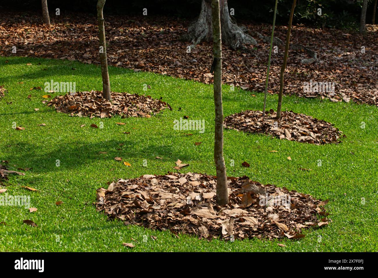 Fallen dry leaves spread around the root zones of the trees, an ...