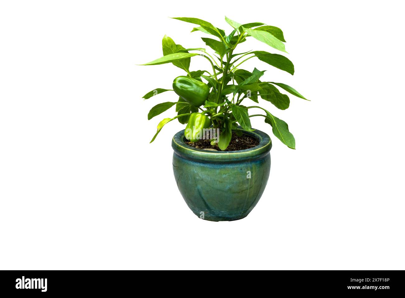Mini Bell pepper plant with fruits in green pot isolated Stock Photo ...