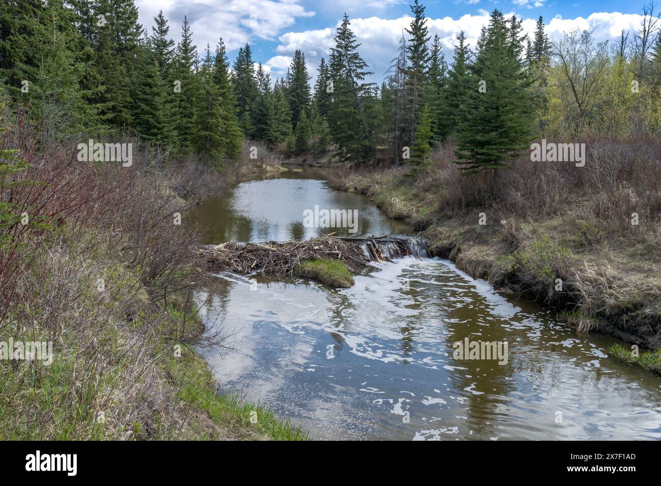 Beaver dum hi-res stock photography and images - Alamy
