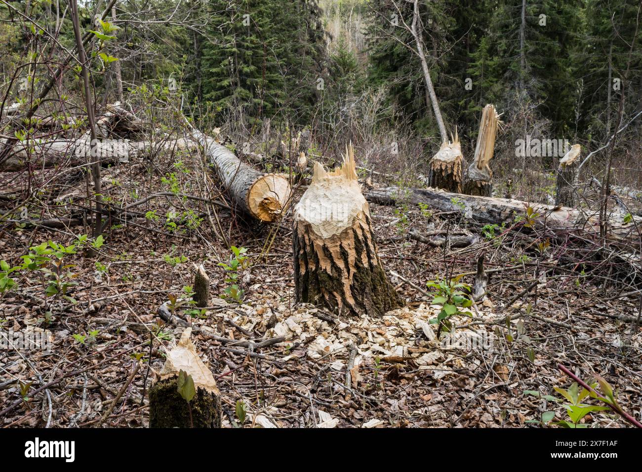 Beaver tree damage in natural area park near Whitemud creek, Edmonton ...