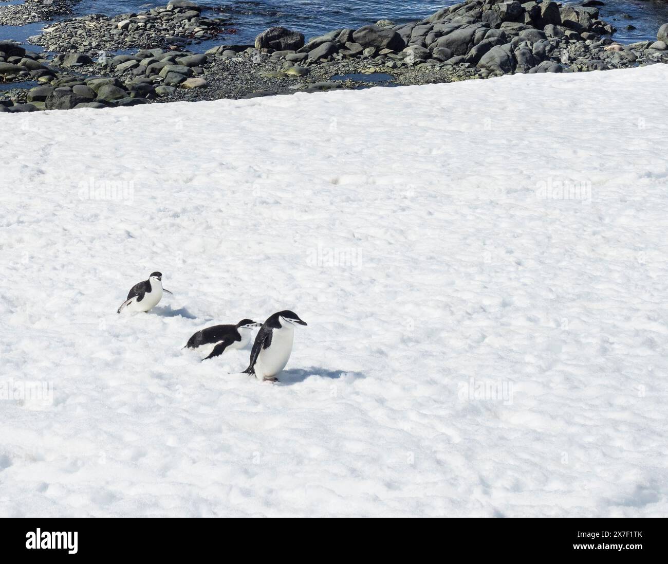 Three Chinstrap Penguins (Pygoscelis antarcticus) on ice at Palaver ...
