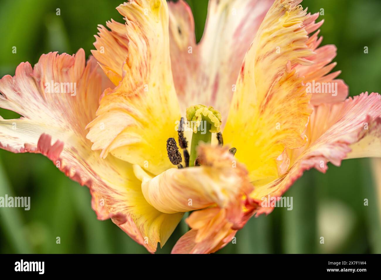 Beautiful spring flower blossom at the Atlanta Botanical Garden in ... Beautiful spring flower blossom at the Atlanta Botanical Garden in ...