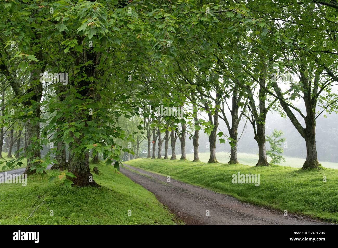 Tree-lined entrance to Gibbs Gardens in Ball Ground, Georgia. (USA ...