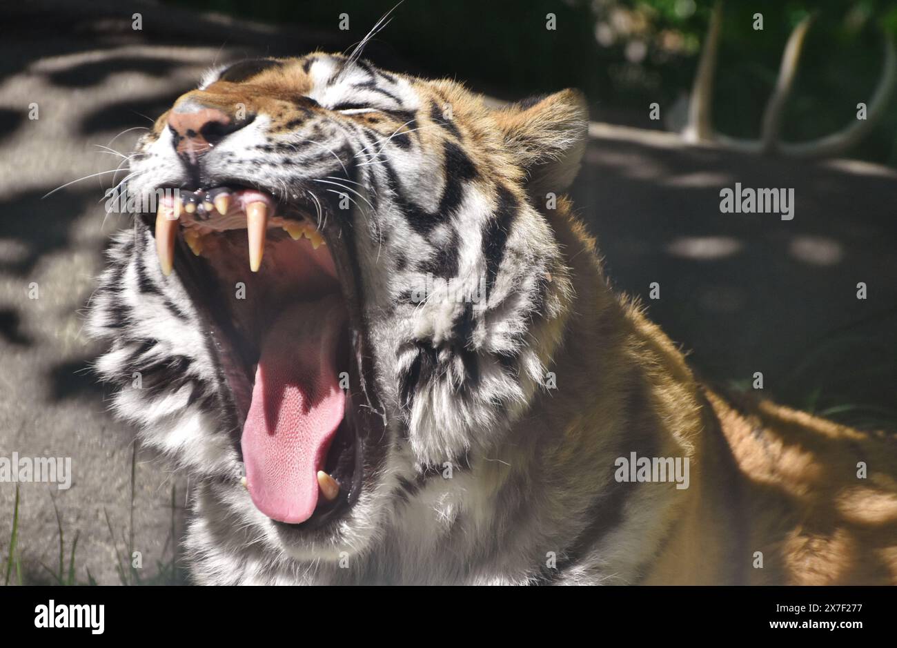 Portrait shot of a tiger (Panthera tigris) roaring and showing its ...