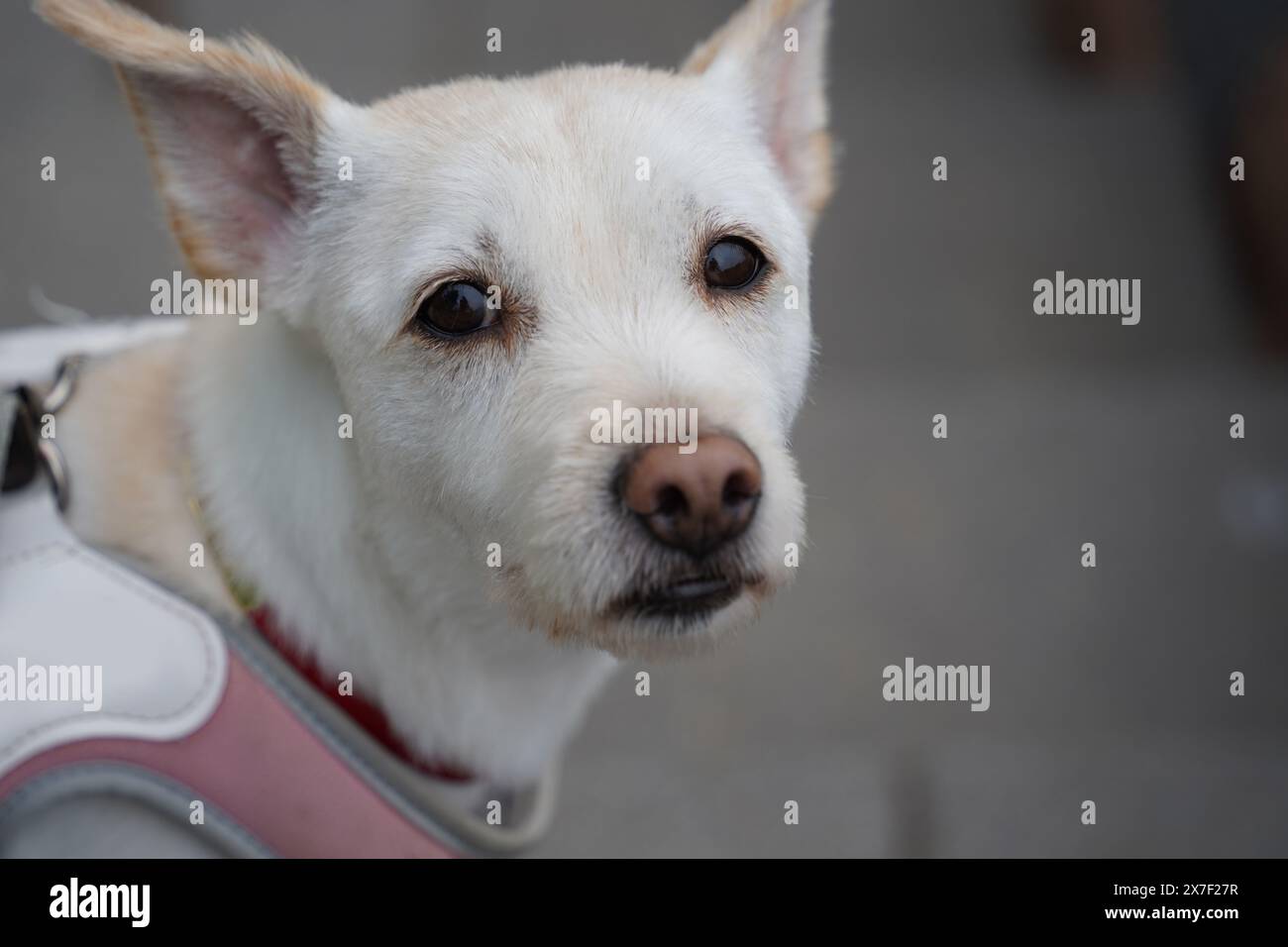 Close-up of face of white dog wearing harness turning its head to look ...