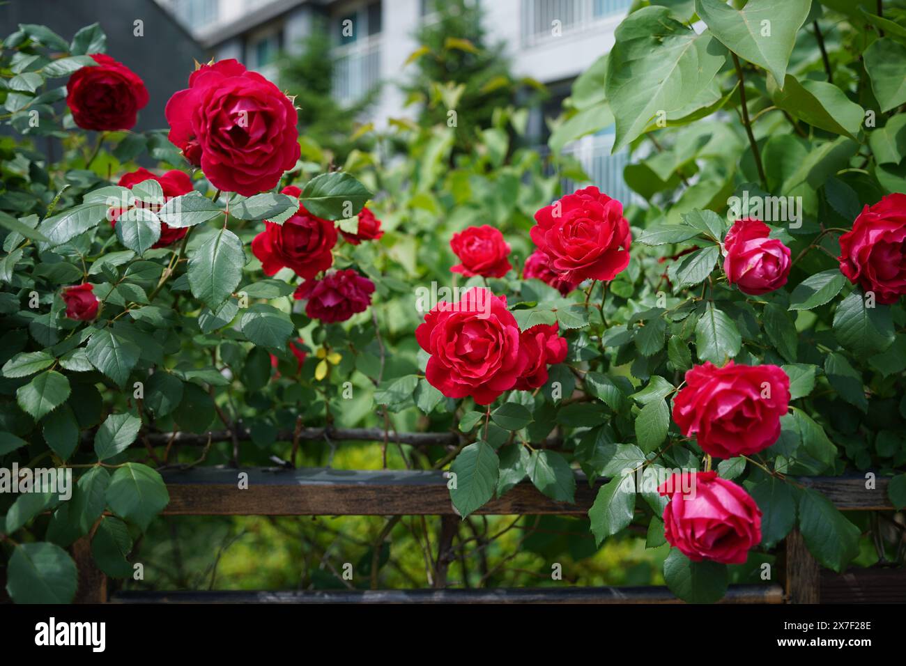 Red wild roses hi-res stock photography and images - Alamy