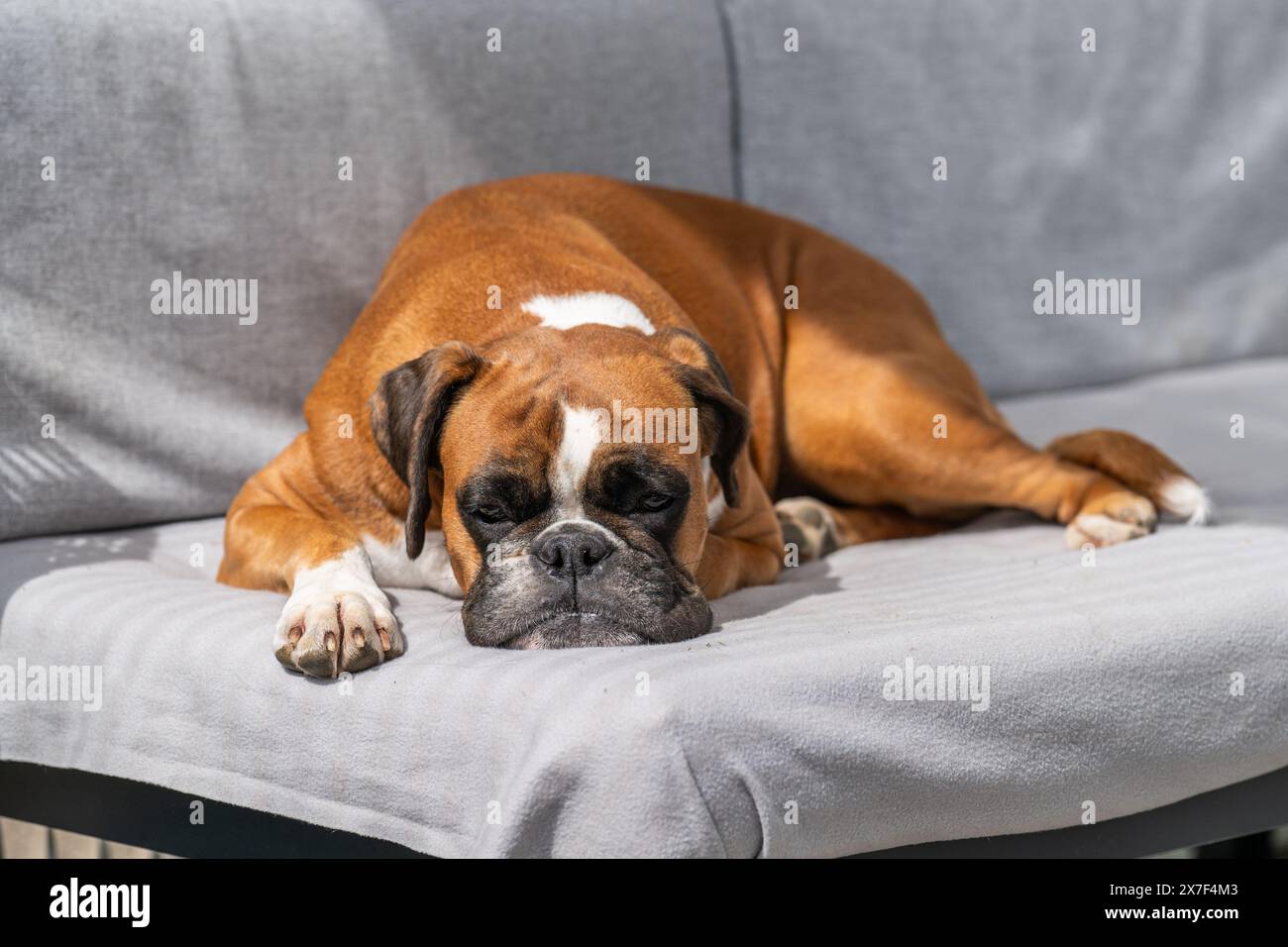 funny face 3 year old purebred golden puppy german boxer dog closeup ...