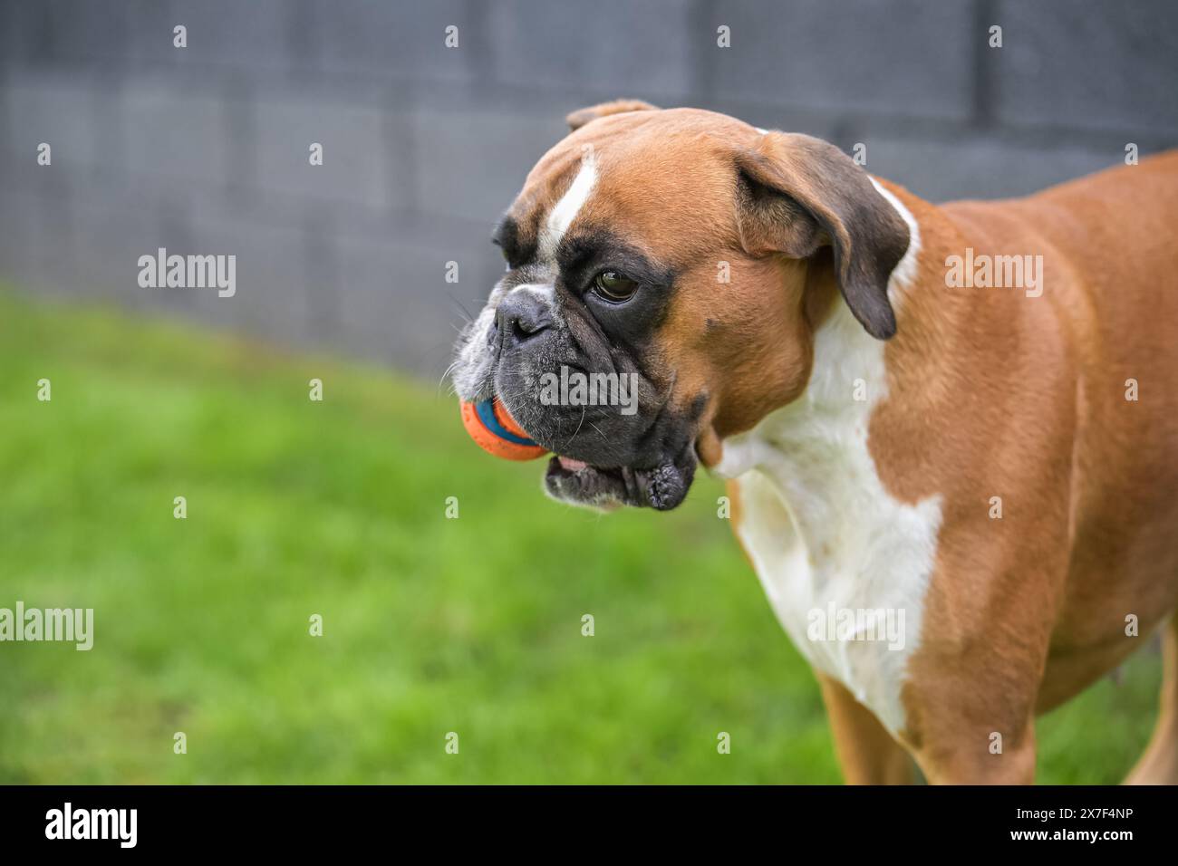 3 years old purebred golden german boxer dog puppy jumping playing with ...