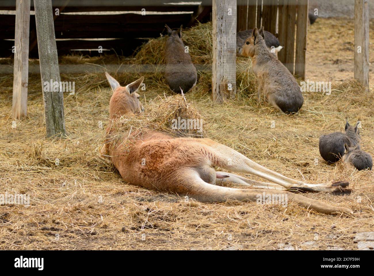Kangaroo enclosure hi-res stock photography and images - Alamy