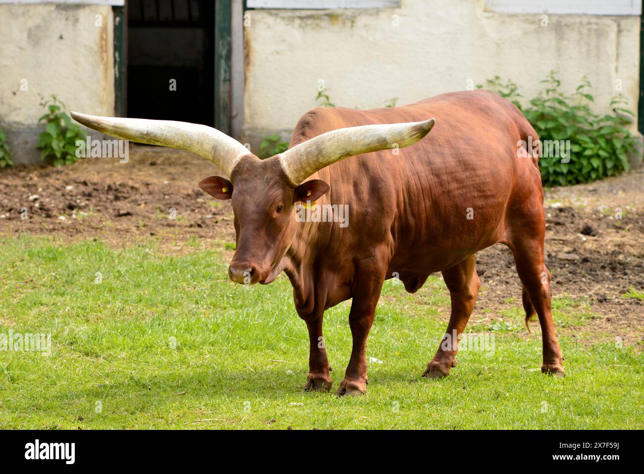 Single female Ankole-Watusi Bos taurus African Cattle in its captive ...