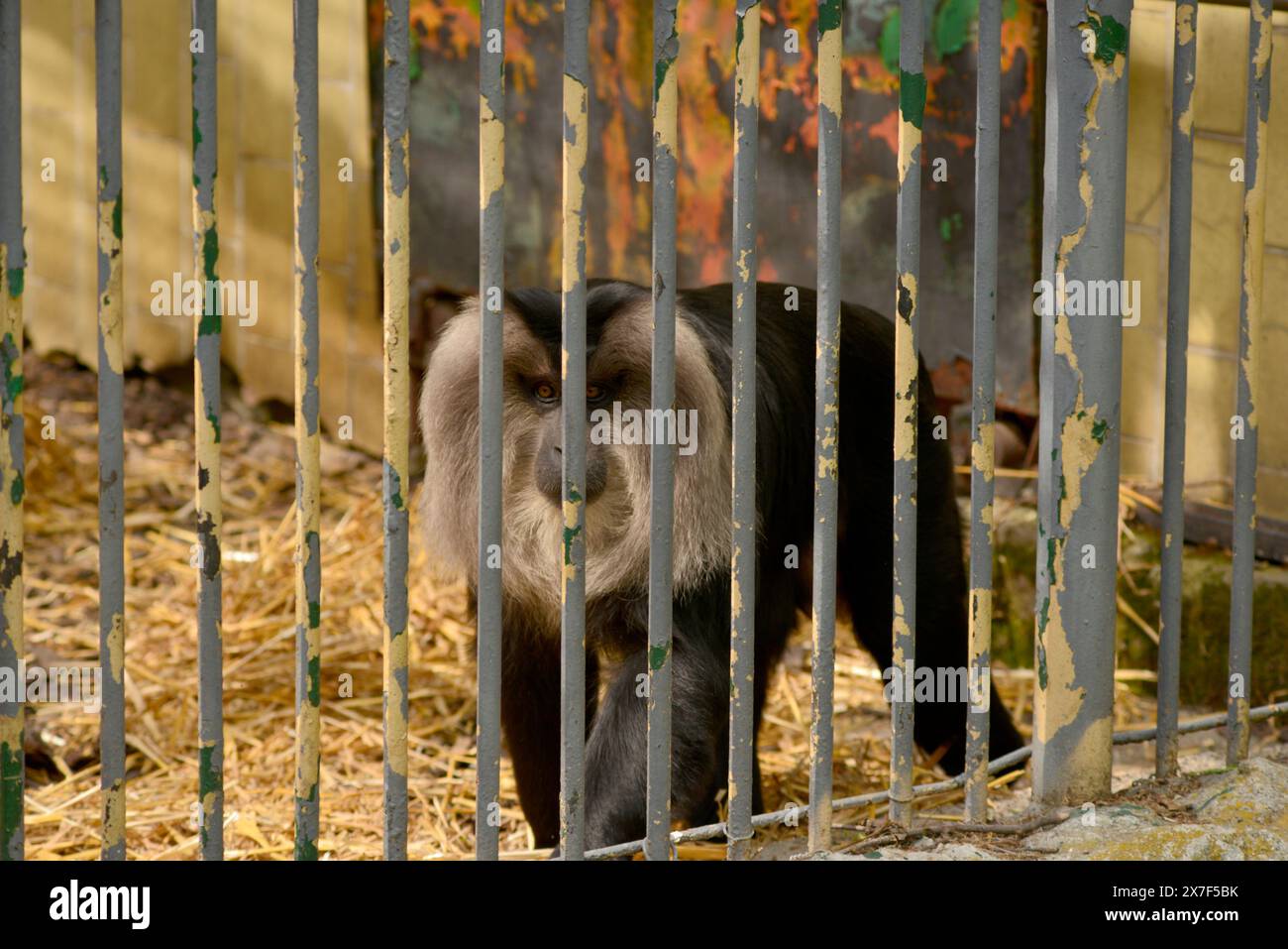 Lion-tailed macaque Macaca silenus or the wanderoo endangered species of primate in cage behind ...