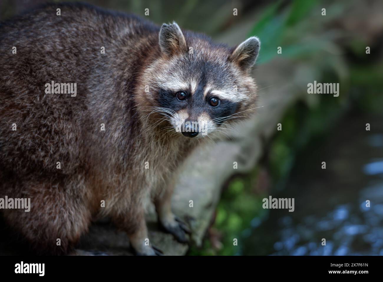 A raccoon stands alert on a rock near a calm body of water, looking ...