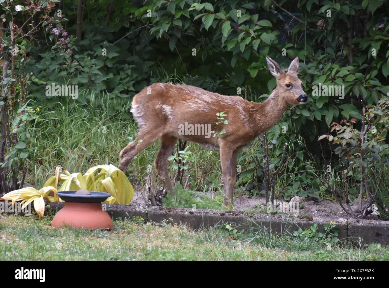 Rehe im garten hi-res stock photography and images - Alamy