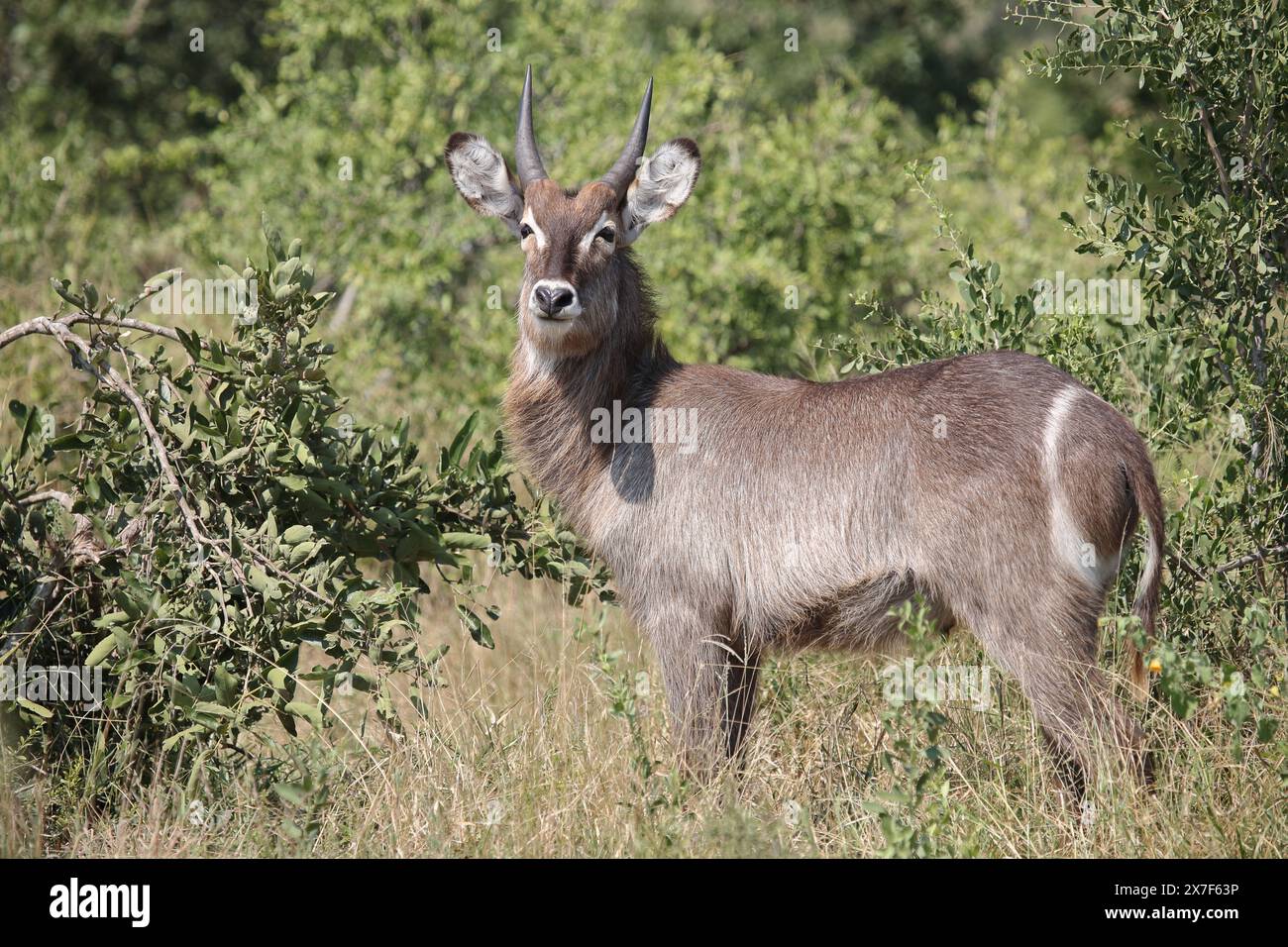 Wasserbock afrika hi-res stock photography and images - Alamy