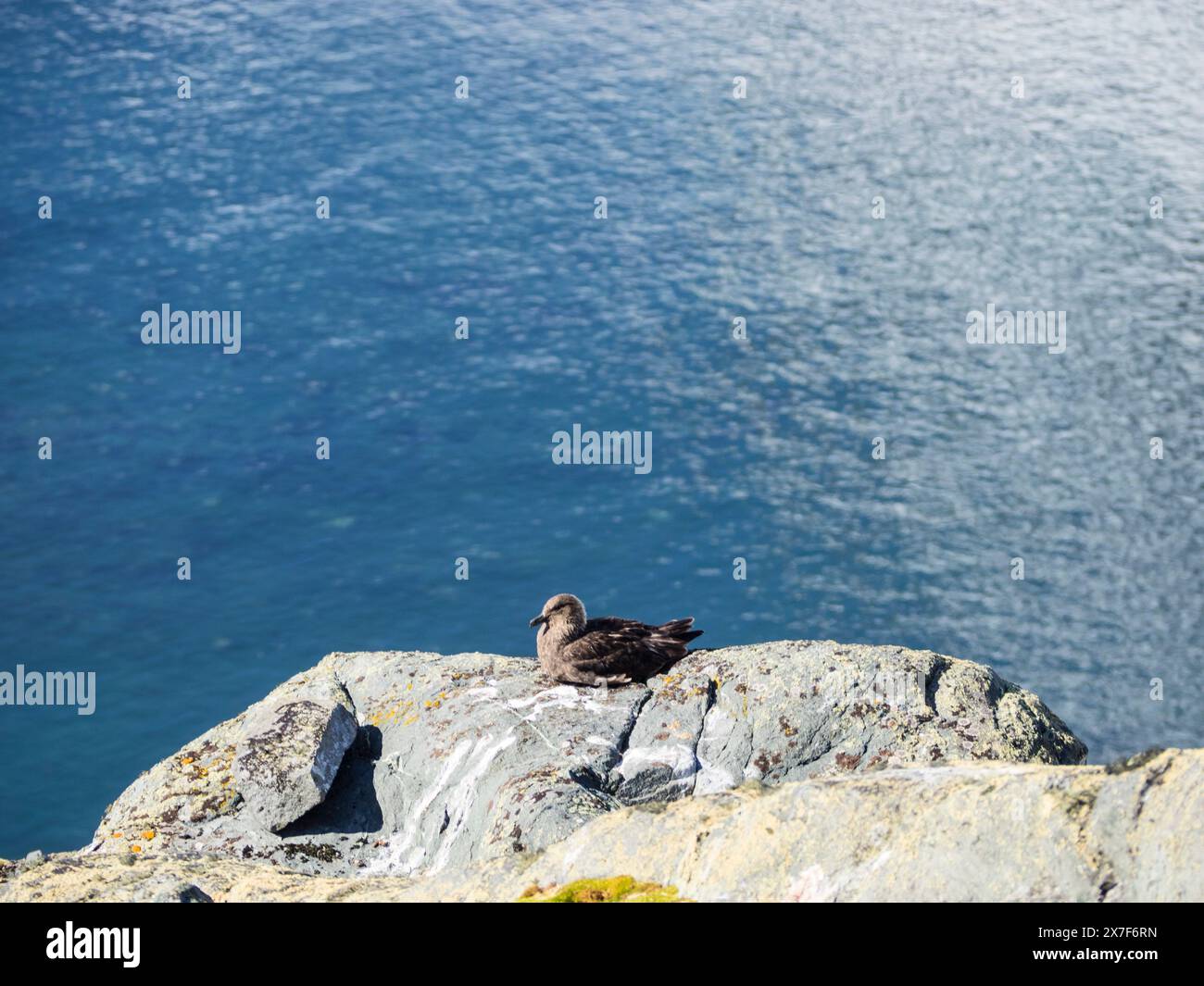 South Polar Skua (Catharacta maccormicki) on a rocky outcrop above the ...