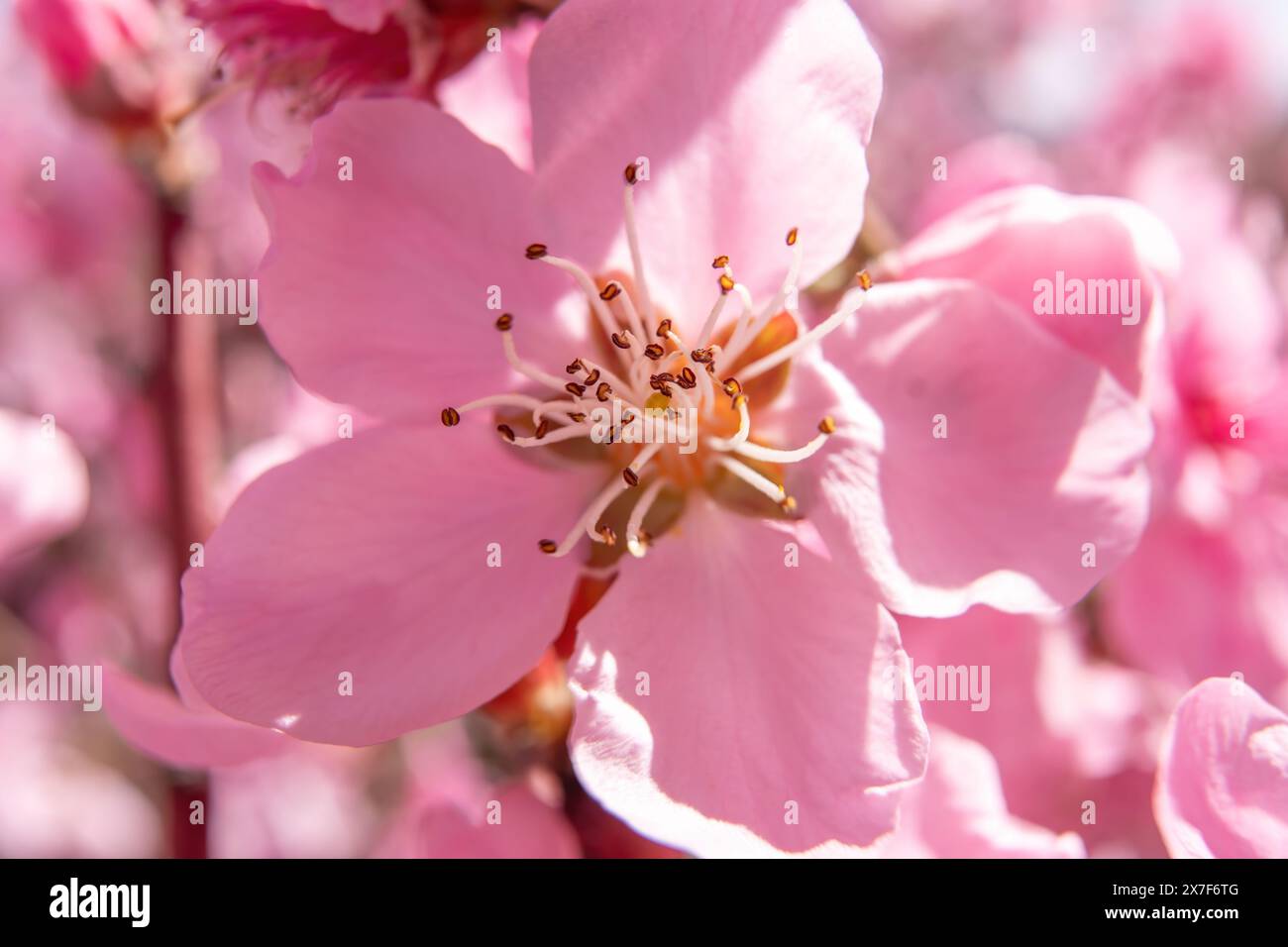 close up pink peach flower with a white center. The flower is ...