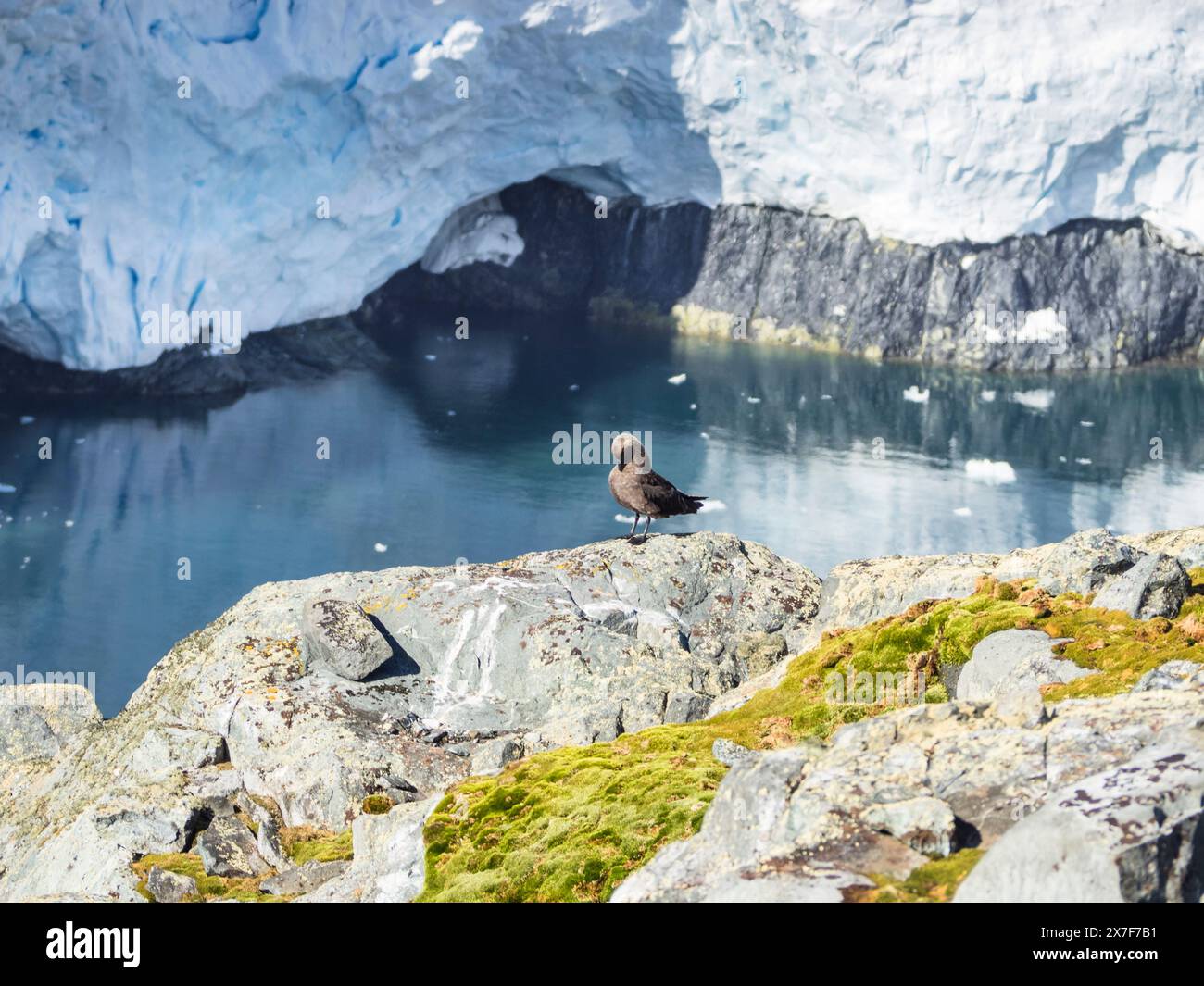 South Polar Skua (Catharacta maccormicki) on a rocky outcrop above a ...