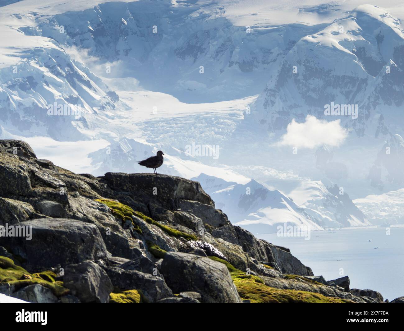 South Polar Skua (Catharacta maccormicki) against a backdrop of a ...