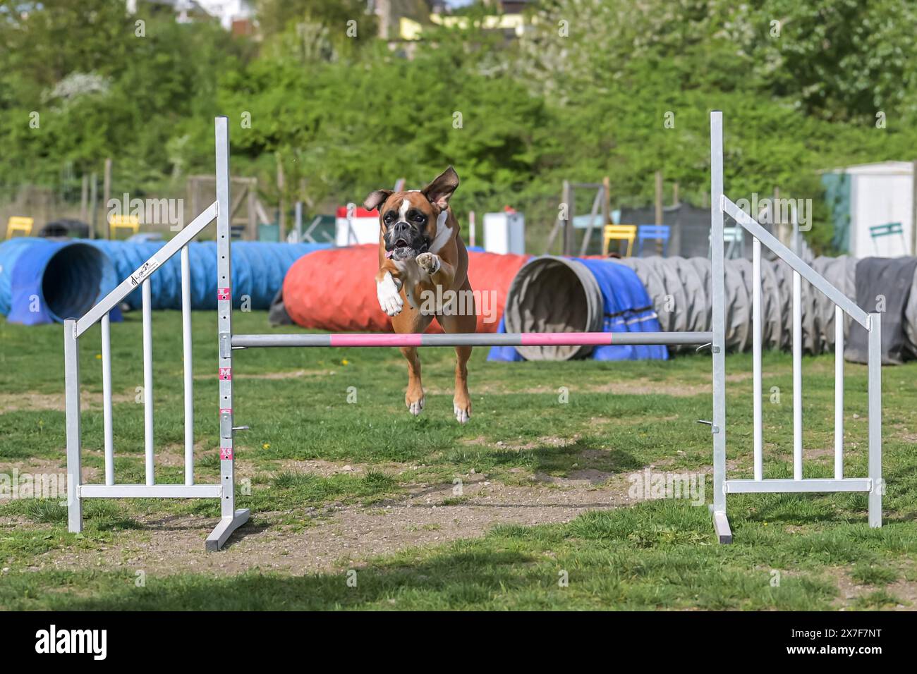 German Boxer Purebred Dog on agility field for dogs, training and ...