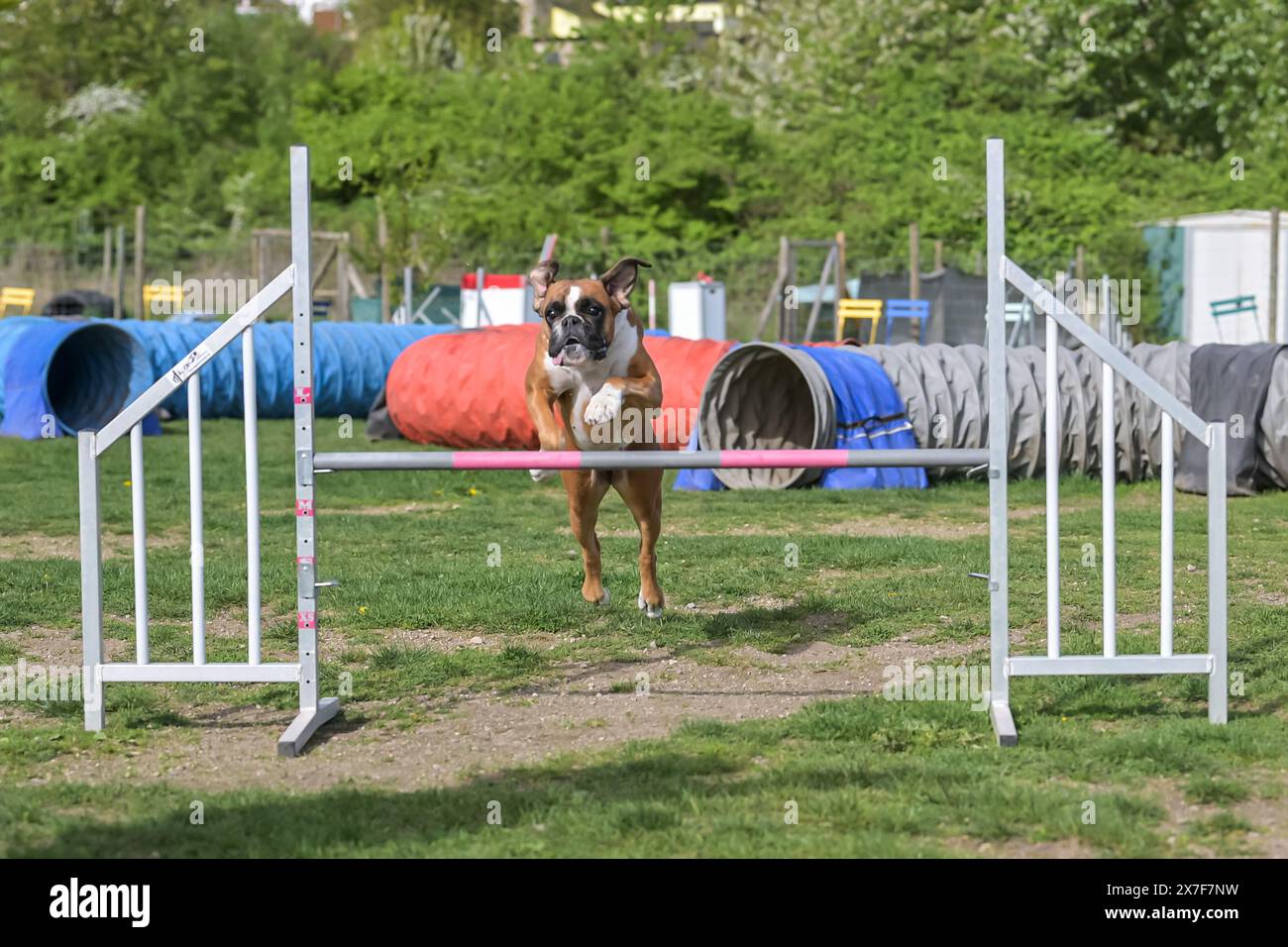 German Boxer Purebred Dog on agility field for dogs, training and ...