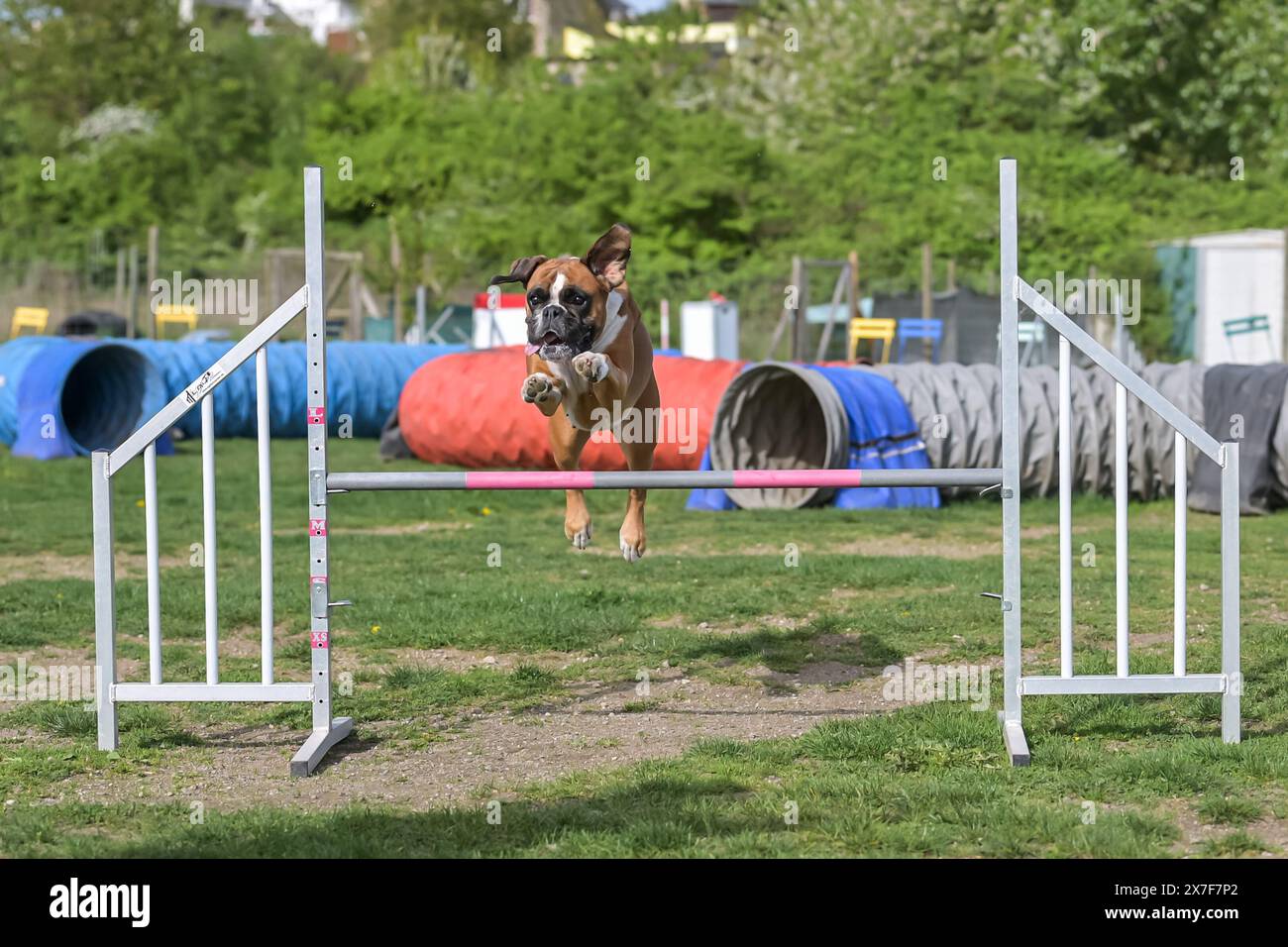 German Boxer Purebred Dog on agility field for dogs, training and ...