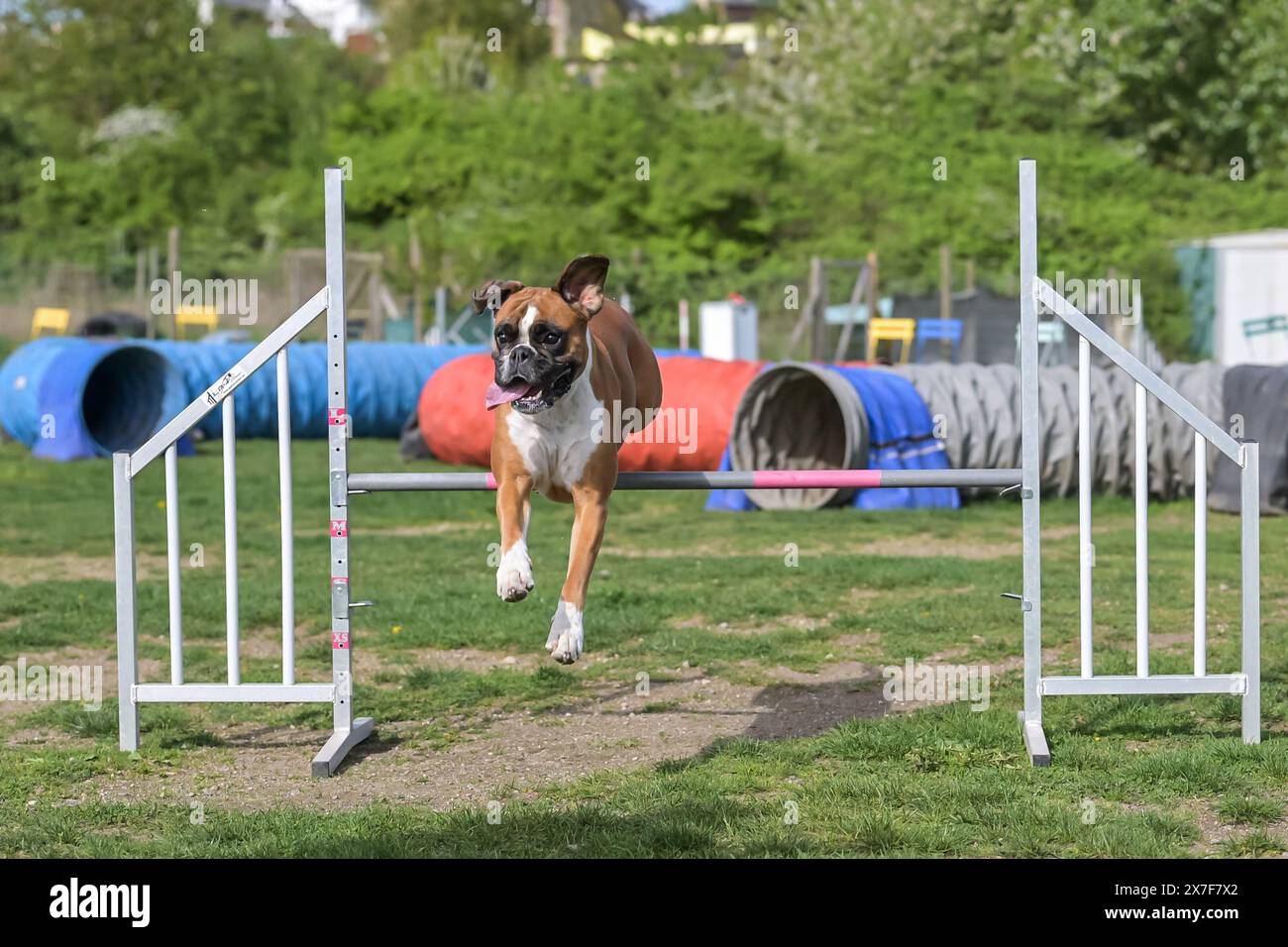 German Boxer Purebred Dog on agility field for dogs, training and ...
