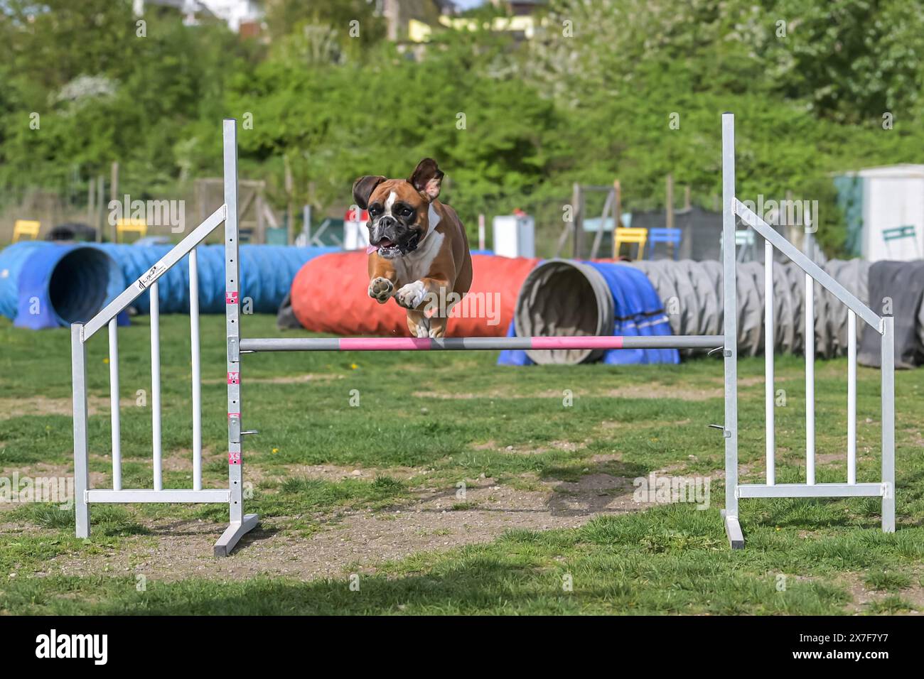 German Boxer Purebred Dog on agility field for dogs, training and ...
