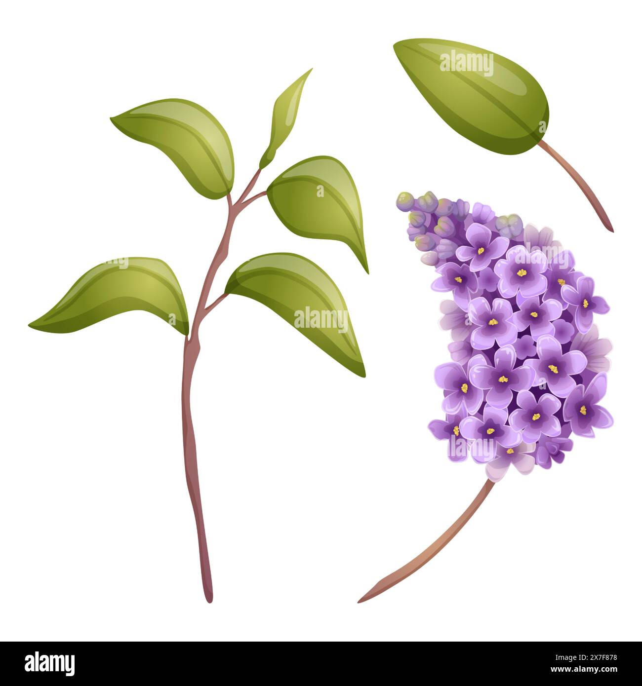 Beautiful lilac green leaves Stock Vector Images - Alamy