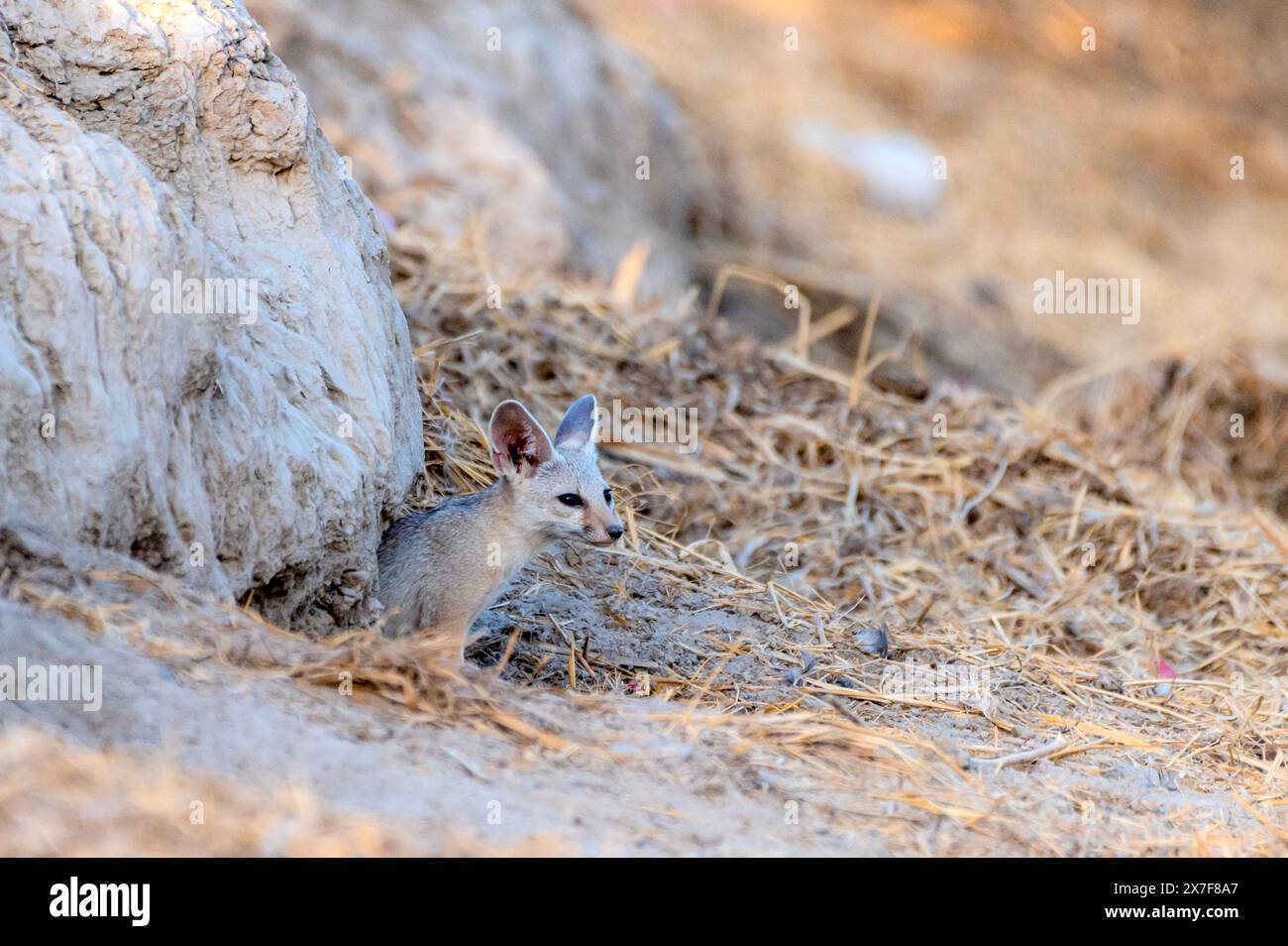 The Bengal fox, also known as the Indian fox, is a fox endemic to the ...