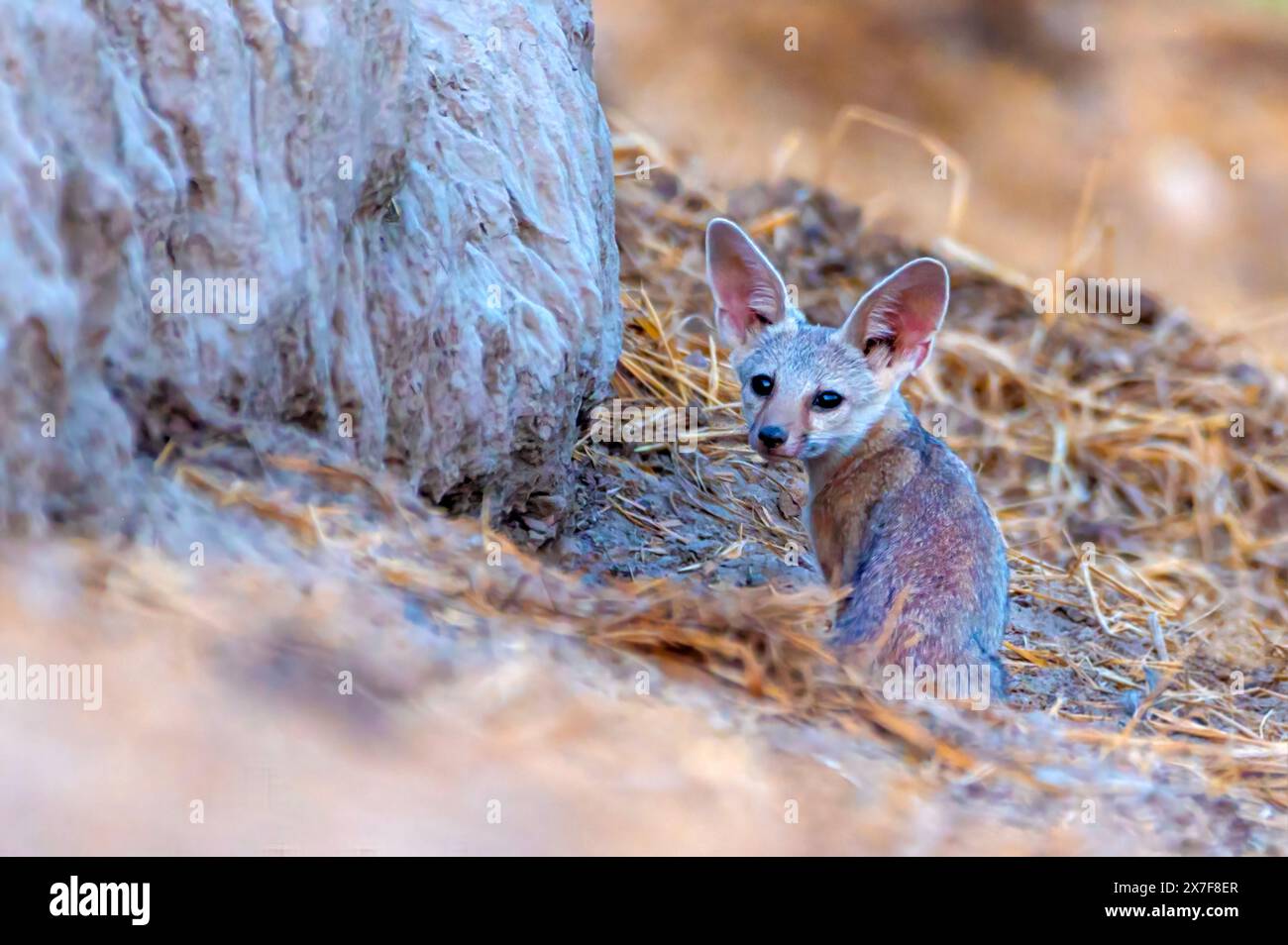 The Bengal fox, also known as the Indian fox, is a fox endemic to the ...