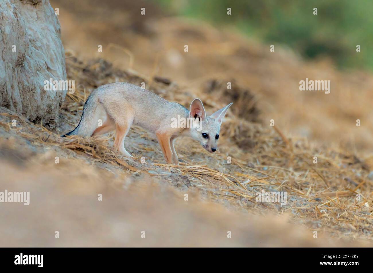 The Bengal fox, also known as the Indian fox, is a fox endemic to the ...