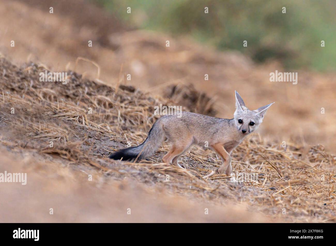 The Bengal fox, also known as the Indian fox, is a fox endemic to the ...