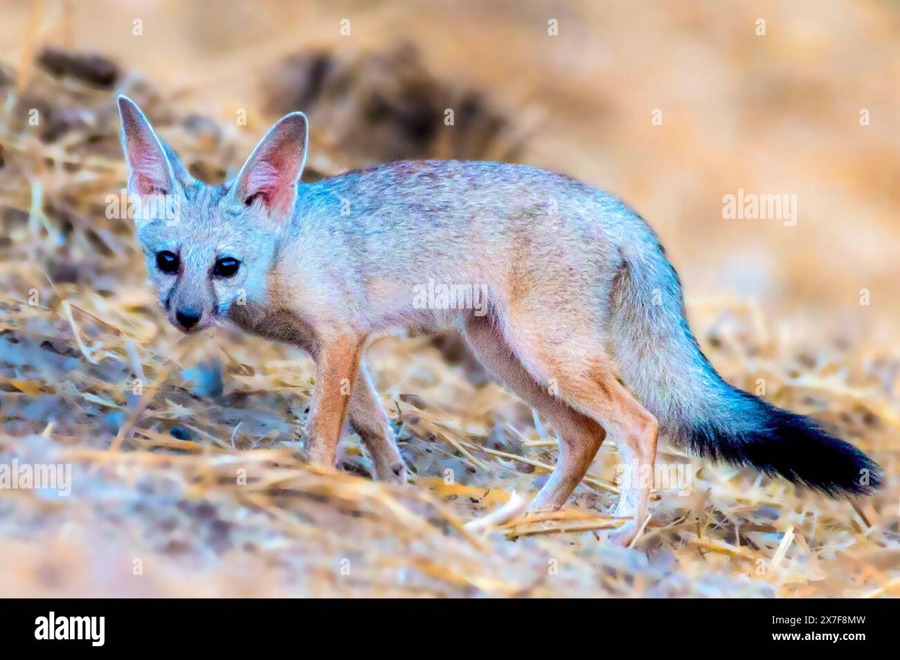 The Bengal fox, also known as the Indian fox, is a fox endemic to the ...