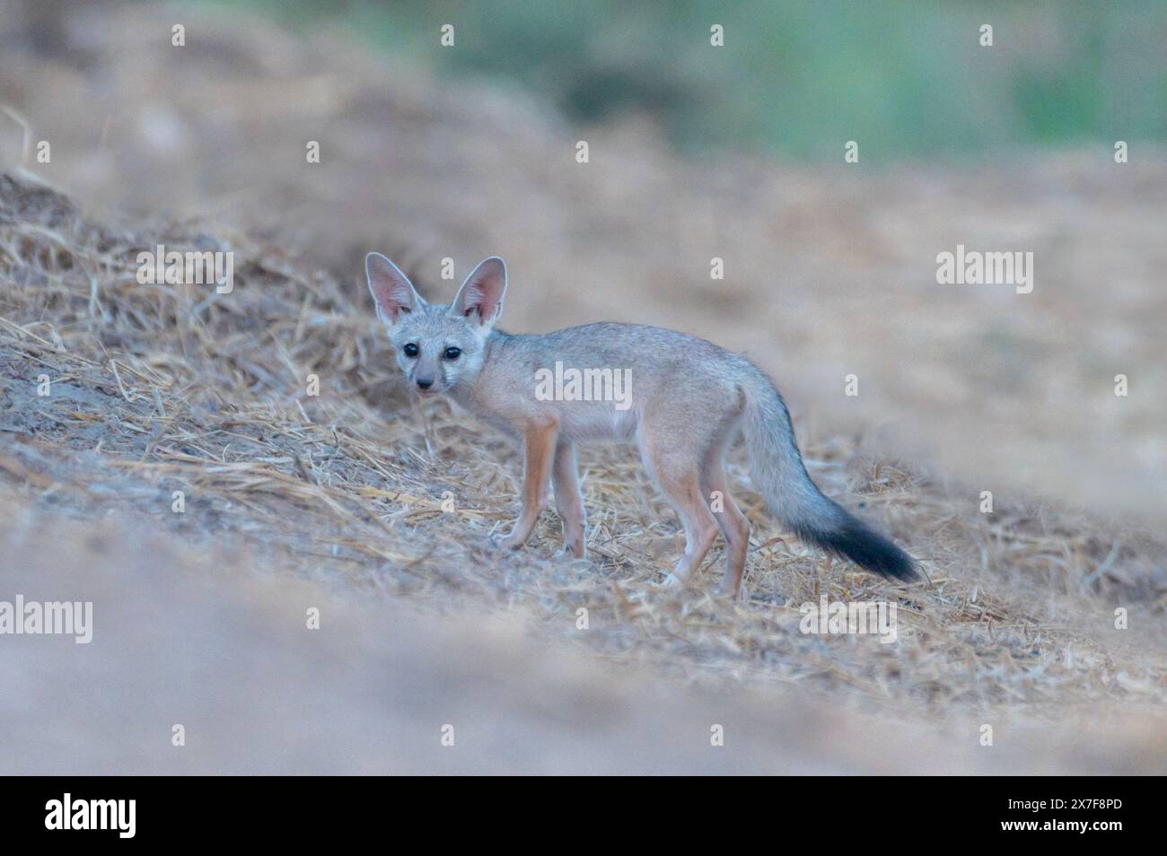 The Bengal fox, also known as the Indian fox, is a fox endemic to the ...